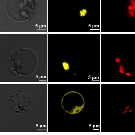 Y2h Assay Of The Interactions Between Osjaz13 And The Key Regulators Of Download Scientific