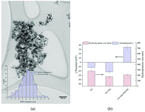 Characterization And Functionalization Of Mnps A Mnps Size Download Scientific Diagram