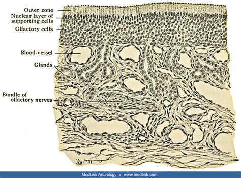 Disorders Of Olfaction Medlink Neurology