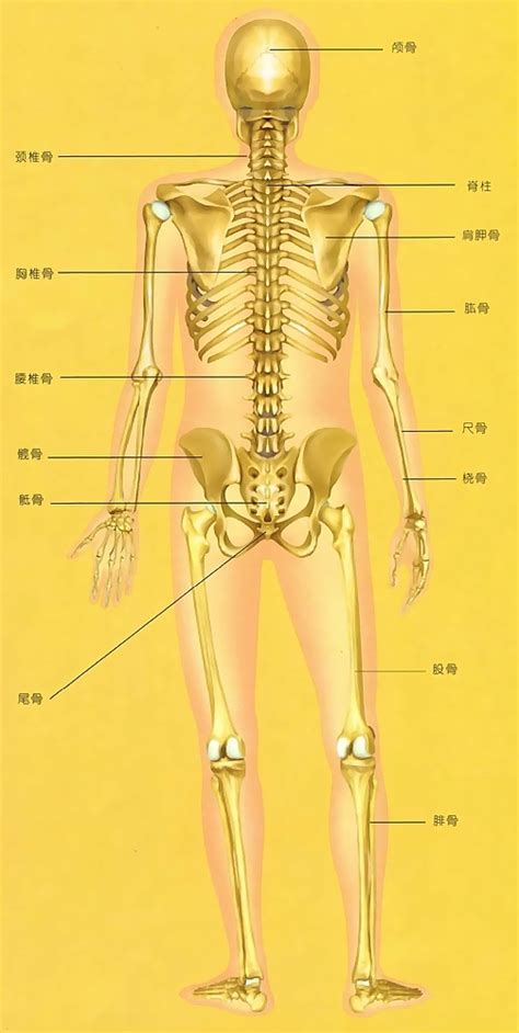 人骨头图片结构图 千图网