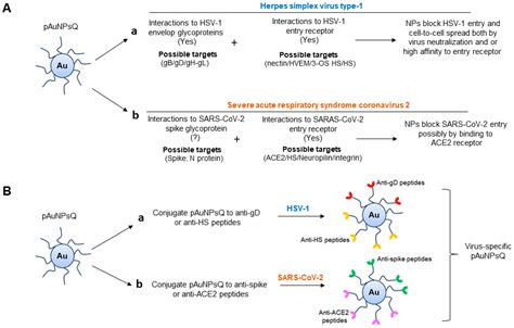 Plant Cell Engineered Gold Nanoparticles Conjugated To Quercetin