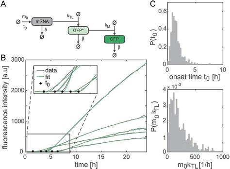 Parameter Estimation Of Single Cell Expression Time Courses Using The