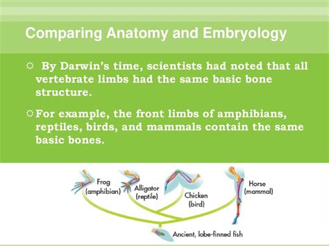 Evolution Ppt Download