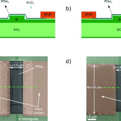 Schematic Cross Sections And False Color Sem Micrographs Of Transferred