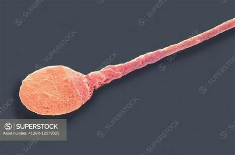 Sperm Cell Coloured Electron Micrograph Sem Of A Human Sperm Cell