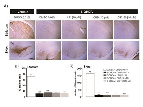 The Administration Of LPI CBD And CID16020046 Does Not Modify The Download Scientific Diagram