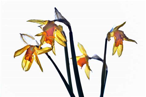 Verwelkte Tulpen 28 Koleksi Gambar