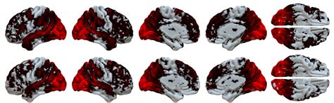 A Modality Independent Proto Organization Of Human Multisensory Areas Research Communities By