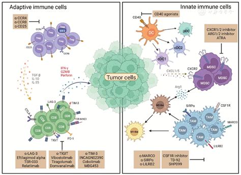 Targeting Tumor Microenvironment For Non Small Cell Lung Cancer