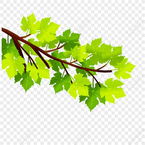 간단한 천연 식물 일러스트 원 디자인우디 식물포도 잎 Png 일러스트 무료 다운로드 Lovepik