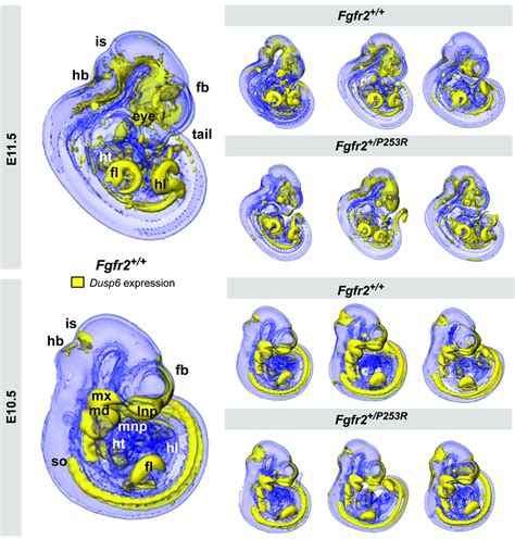 Figures And Data In Quantification Of Gene Expression Patterns To