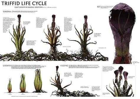 Movie The Day Of The Triffids 1962 Thoughts And Ponderances