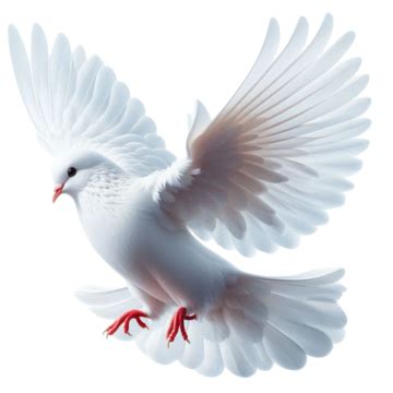 Dove Bird Flying Png Transparent Images Free Download Vector Files Pngtree