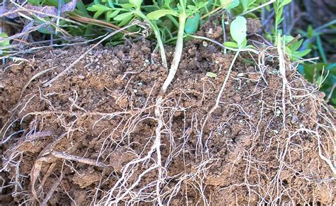 Winter Flax Photosyntech