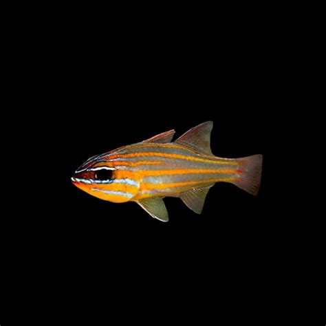 Yellow Striped Cardinal Fish Cardinalfish Geemarine