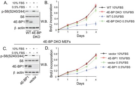 4e Bps Regulate Cell Proliferation In Low Serum Conditions A And C
