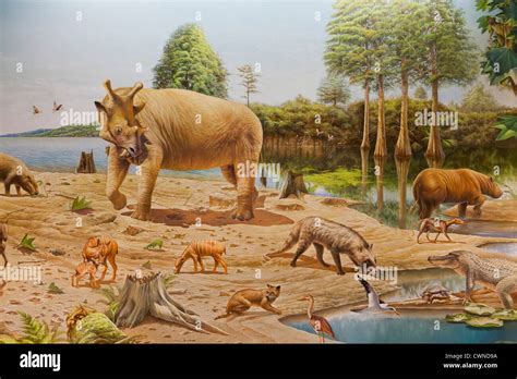 Paleogene Period Banque De Photographies Et Dimages à Haute Résolution