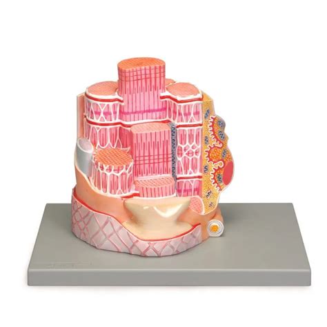 Skeletal Muscle Cell Model Skeletal Muscle Cell Model