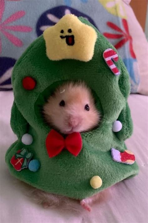 Pin By 🐹chomiczek Cute🐹 On Chomiczki Cute Tm In 2025