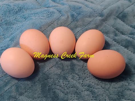 English Orpington Blueblacksplash Hatching Eggs Magness Creek Farm