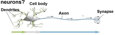 Bio 260 Lecture 1415 Neurons Flashcards Quizlet