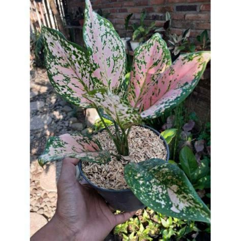Jual Aglonema Ruby Cantik Shopee Indonesia