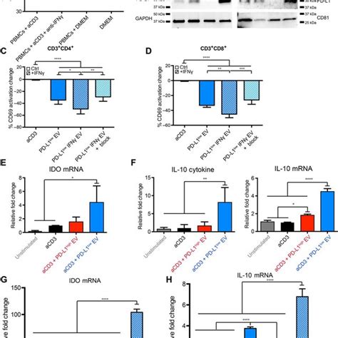 Pd L1 Expression Correlates With M Glioblastoma And Ifn G Response Download Scientific Diagram