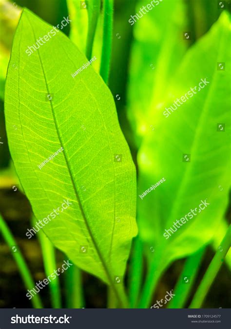 Echinodorus Amazonicus