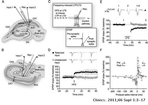 Long Term Potentiation And Long Term Depression A Clinical Perspective Clinics