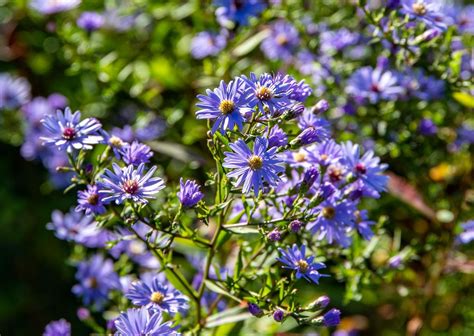 Schleier Aster Violett Aster Cordifolius Violett Günstig Kaufen
