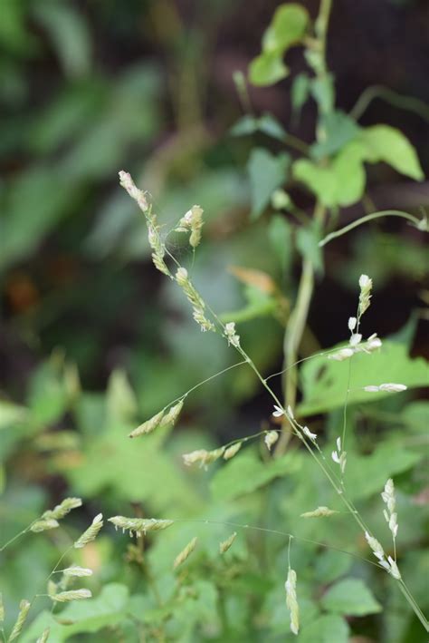 Catchfly Grass Search Native Plant Hub