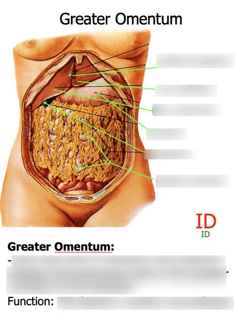 Greater Omentum Anatomy Diagram