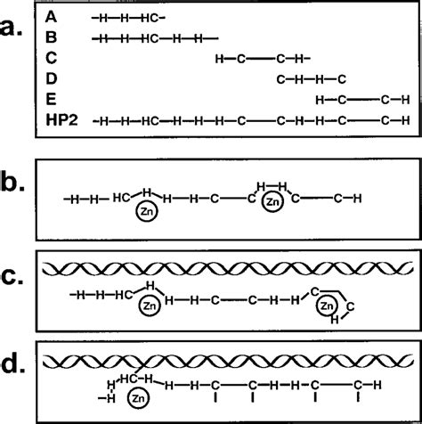 A Proposal Of Patterns Of Znii Binding To Hp2 At Various Conditions