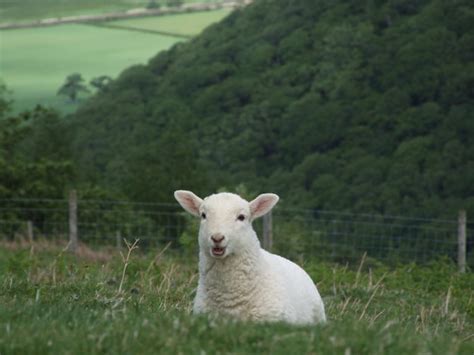 Premium Photo Sheep Grazing On Grassy Field