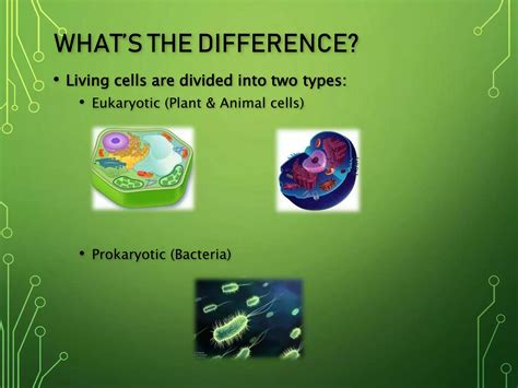Prokaryotic Cell Structure Function Biology Lecture Powerpoint Vmcctpptx
