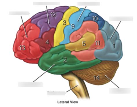 Cerebral Cortex Areas Diagram Quizlet