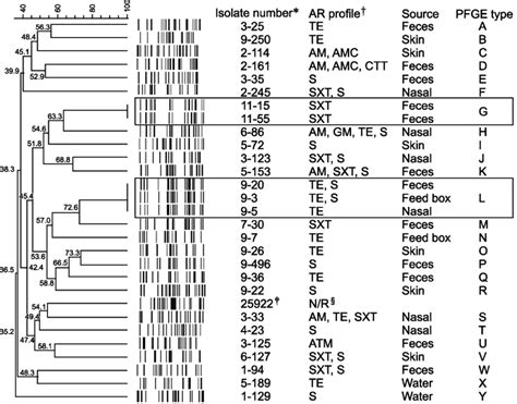 Pulsed Field Gel Electrophoresis Pfge Analysis Of Download