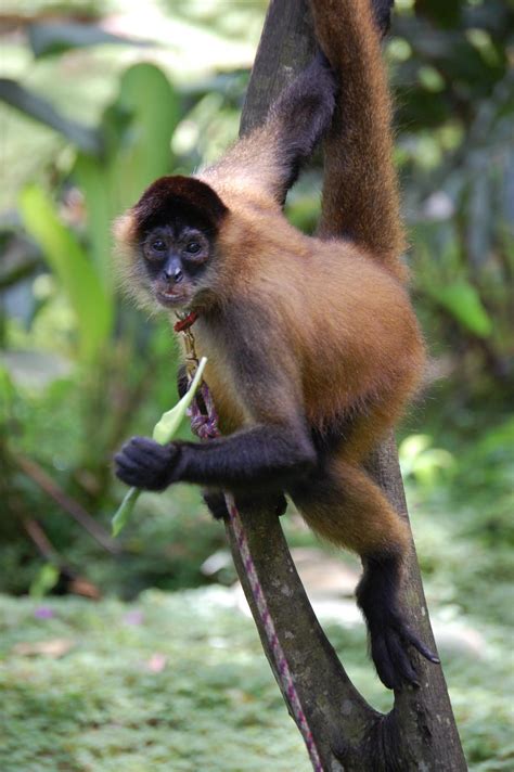SPIDER MONKEY LIFE CYCLE REPRODUCTION AND ADAPTATION
