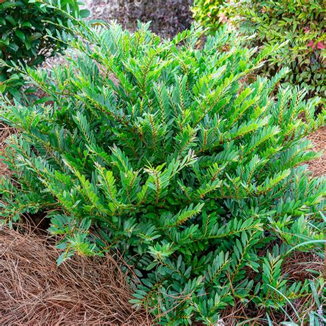 Mojo Pittosporum
