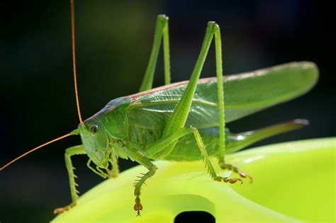 3000 Free Grasshopper And Insect Images Pixabay