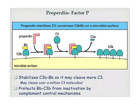 The Complement System In Immunology Pptx Blood Disorders Diseases And Conditions The Complement System In Immunology Pptx Blood Disorders Diseases And Conditions