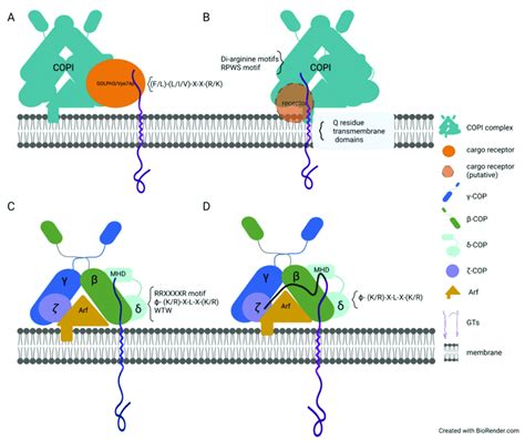 The Protein Protein Interaction Between Cargo Sorting Signal Motifs In