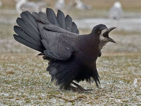Rook Corvus Frugilegus By Jansvetlik Birdwatching In Winter Tips