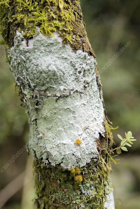 Lichen On A Tree Trunk Stock Image C001 4429 Science Photo Library