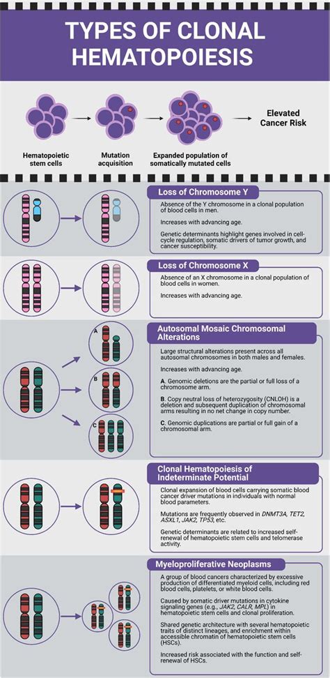 Hematopoiesis Chart