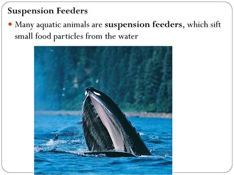 Bellwork Name And State The Function Of Each Organ Ppt Download