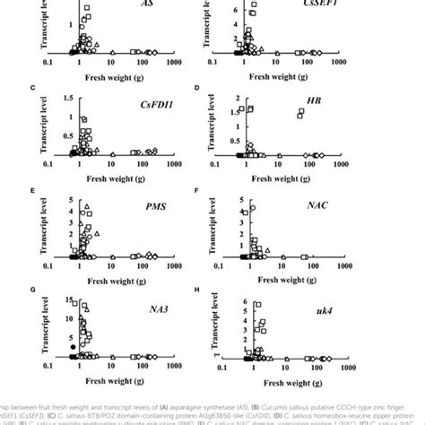 A Flower On The Day Of Anthesis Of Parthenocarpic Cucumber Fruit B