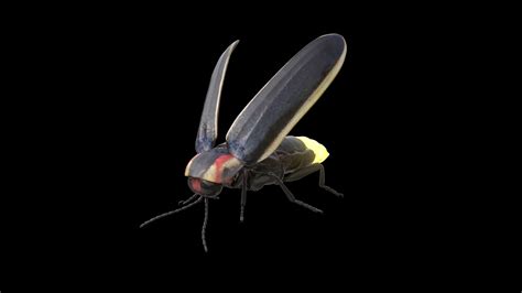 Animated Glowing Firefly Bug 3d Turbosquid 2095861