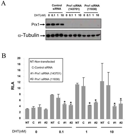 Prx1 Enhances Androgen Receptor Function In Prostate Cancer Cells By