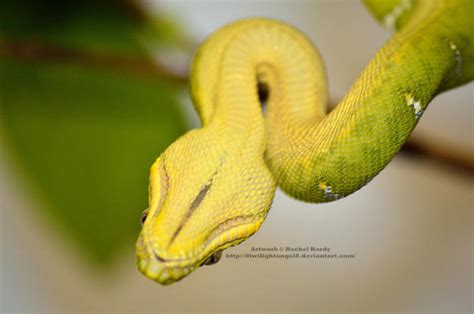 Derpy The Green Tree Python By 8twilightangel8 On Deviantart